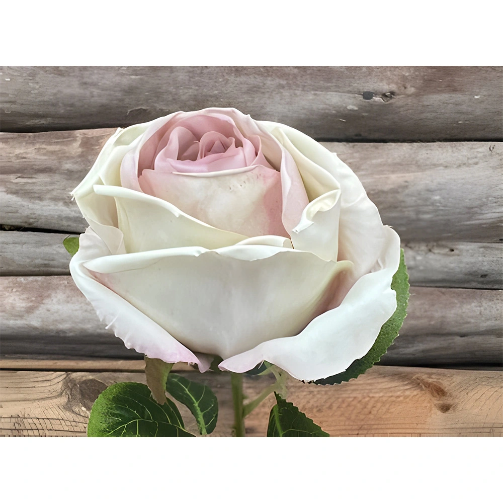 Kunstbloem Enkele Roos - Wit/Paars | Tuincentrum De Boet