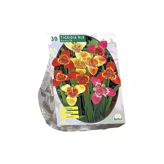 Baltus Tigridia Pavonia Mix - 30 st. | Tuincentrum De Boet