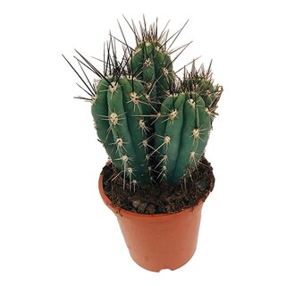 Cactussen & vetplanten kopen? | Tuincentrum De Boet